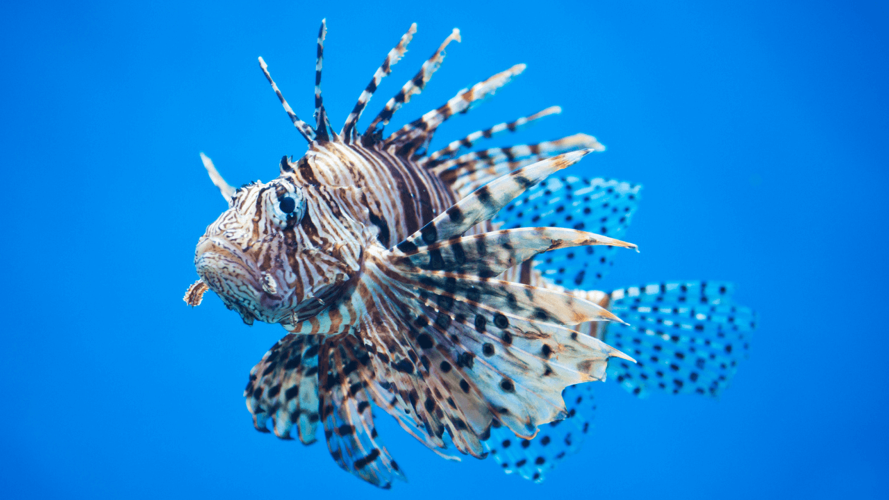 The Top 10 Most Dangerous Sea Animals | animalplanethq.com