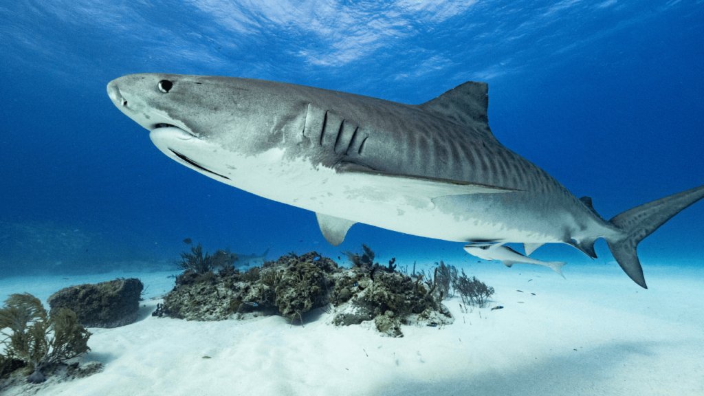 The Top 10 Most Dangerous Sea Animals | animalplanethq.com