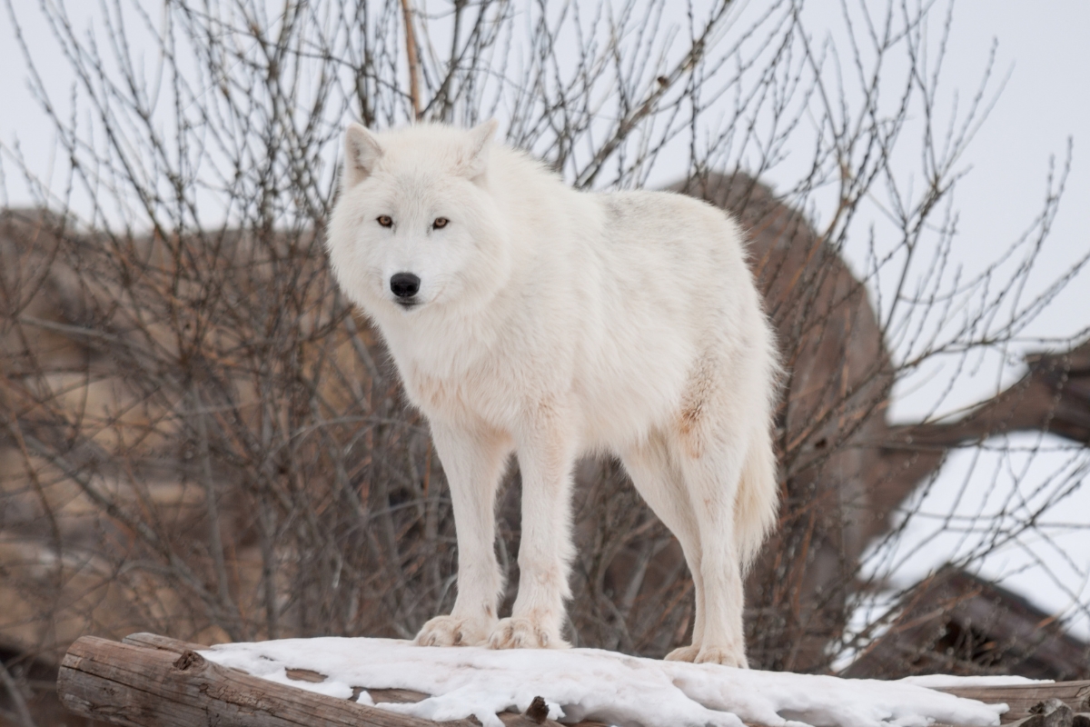 Wolves Still Roam In These States in 2025—Is Yours On The List ...