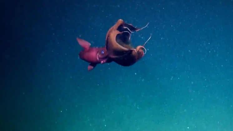 10 Creatures of the Mariana Trench So Terrifying, You’ll Wish They ...