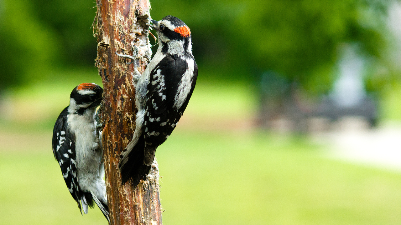 15 Disturbing Animal Facts So Upsetting, You’ll Wish You Never Knew ...