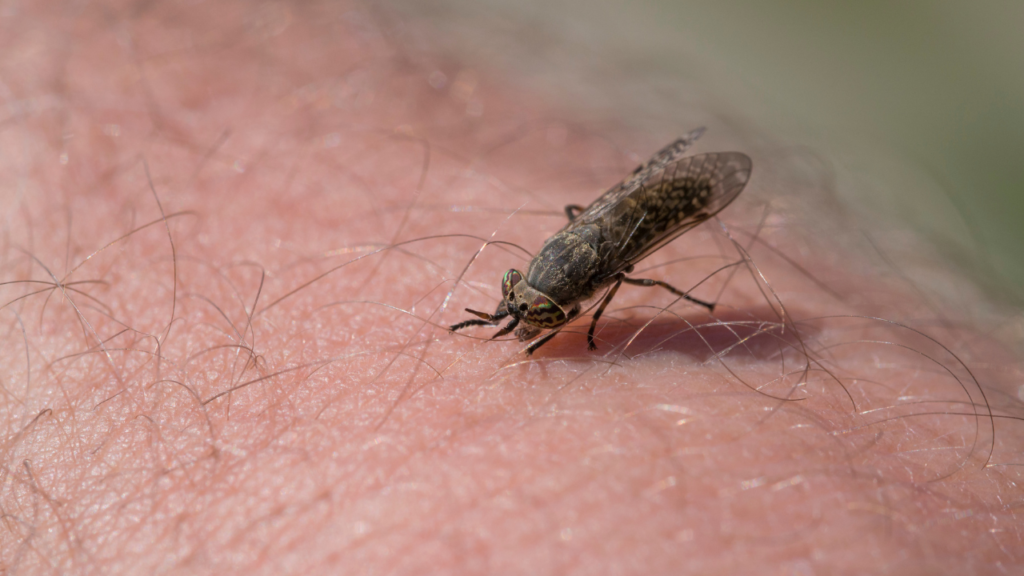 The Scariest Types of Insects in the World | animalplanethq.com