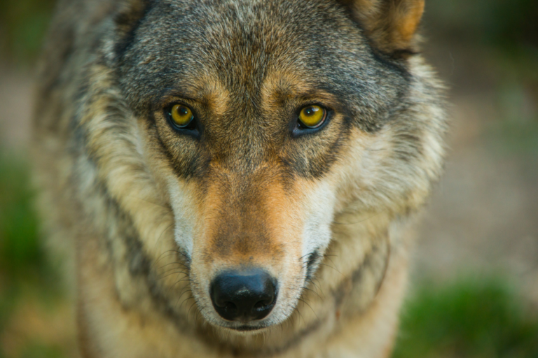 Wolves Still Roam In These States in 2025—Is Yours On The List ...