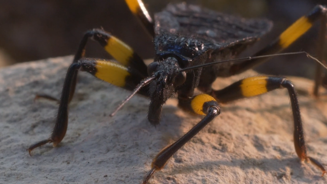 The Scariest Types of Insects in the World | animalplanethq.com