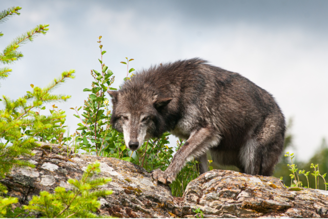 Wolves Still Roam In These States in 2025—Is Yours On The List ...