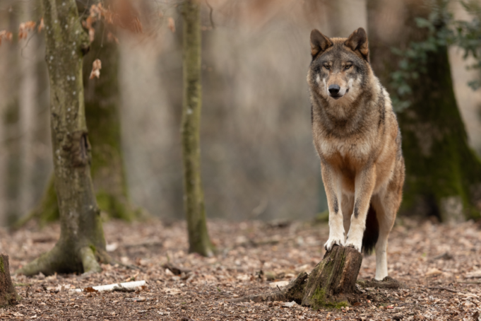 Wolves Still Roam In These States in 2025—Is Yours On The List ...