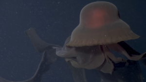 10 Creatures of the Mariana Trench So Terrifying, You’ll Wish They ...