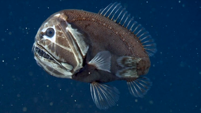 10 Creatures of the Mariana Trench So Terrifying, You’ll Wish They ...