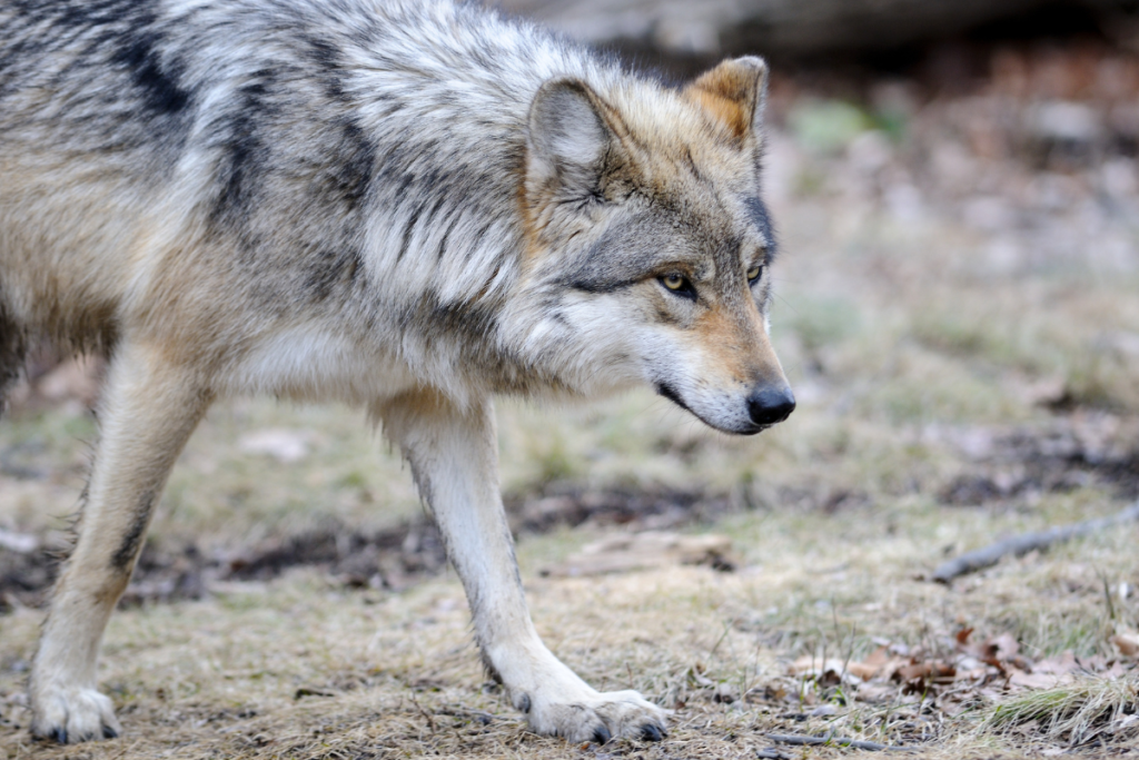 Wolves Still Roam In These States in 2025—Is Yours On The List ...
