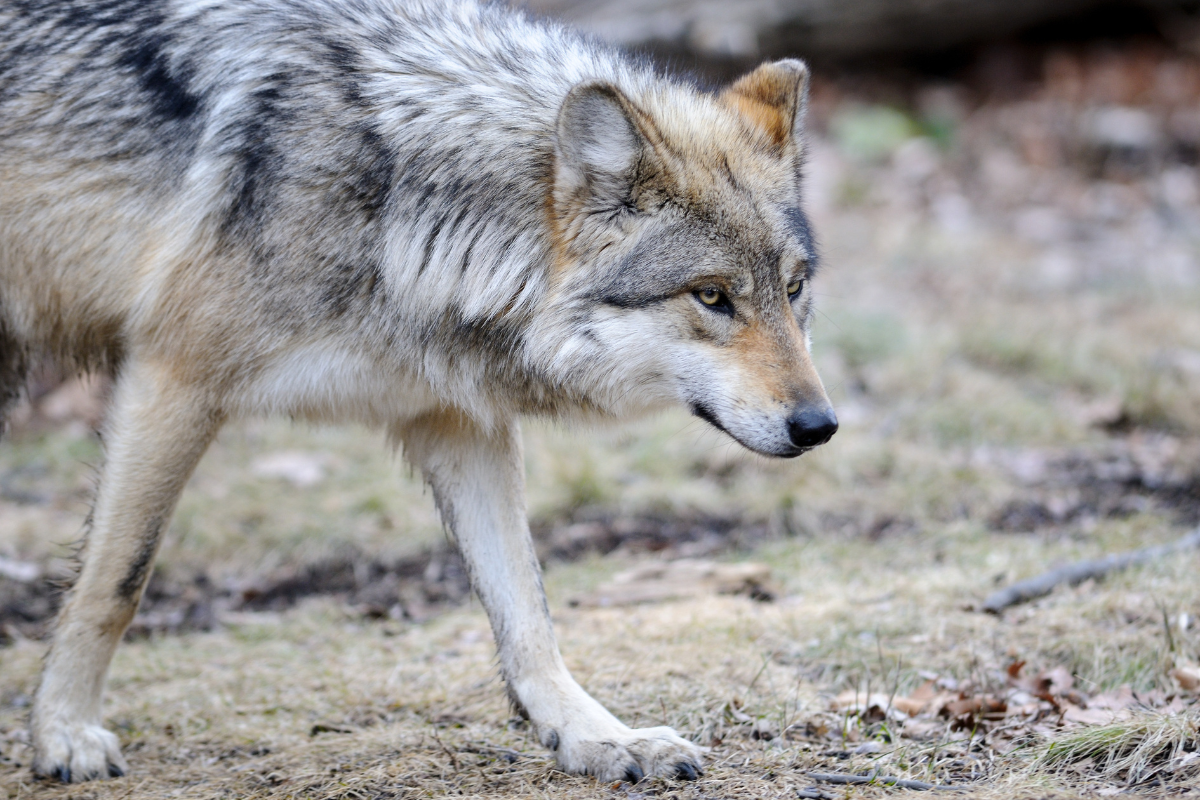 Wolves Still Roam In These States in 2025—Is Yours On The List ...