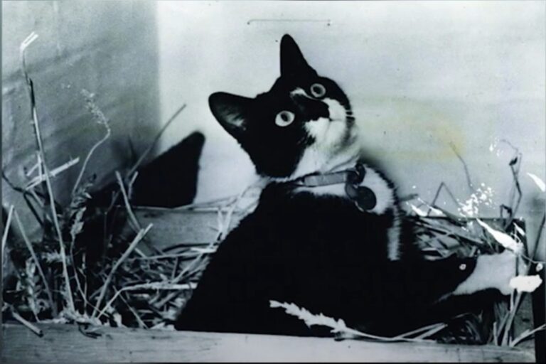 Unsinkable Sam: The Cat That Survived The Sinking Of 3 Ships During ...