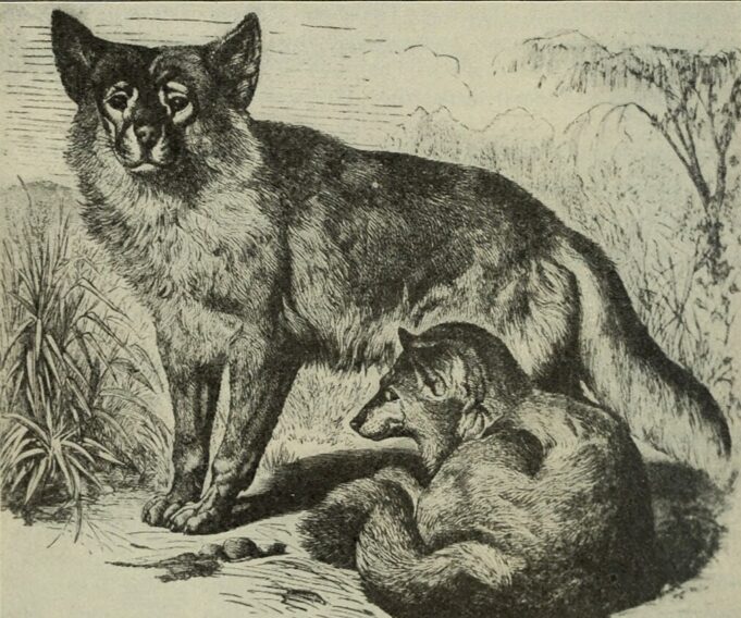 Native American Tribes and Their Relationship with Dogs – Why Did They ...