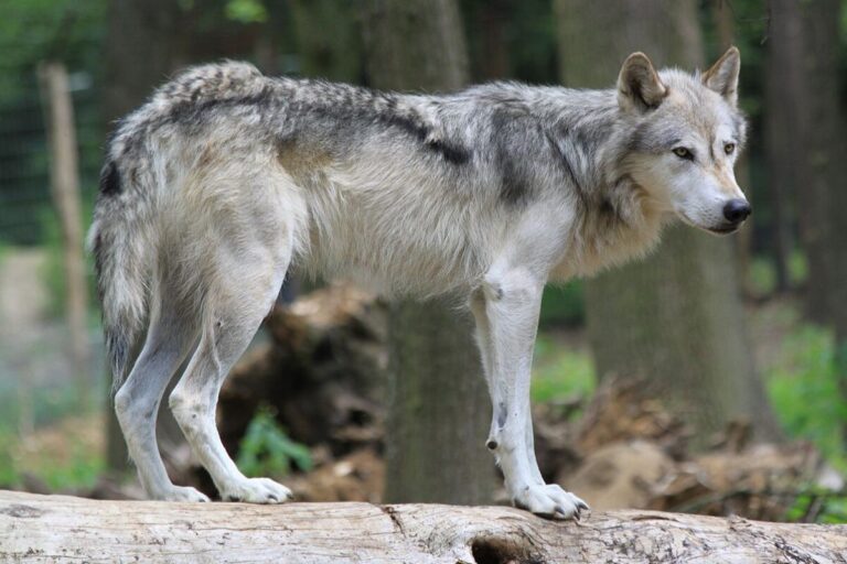 8 Rarest Species of Wolves and Where to Find Them | animalplanethq.com