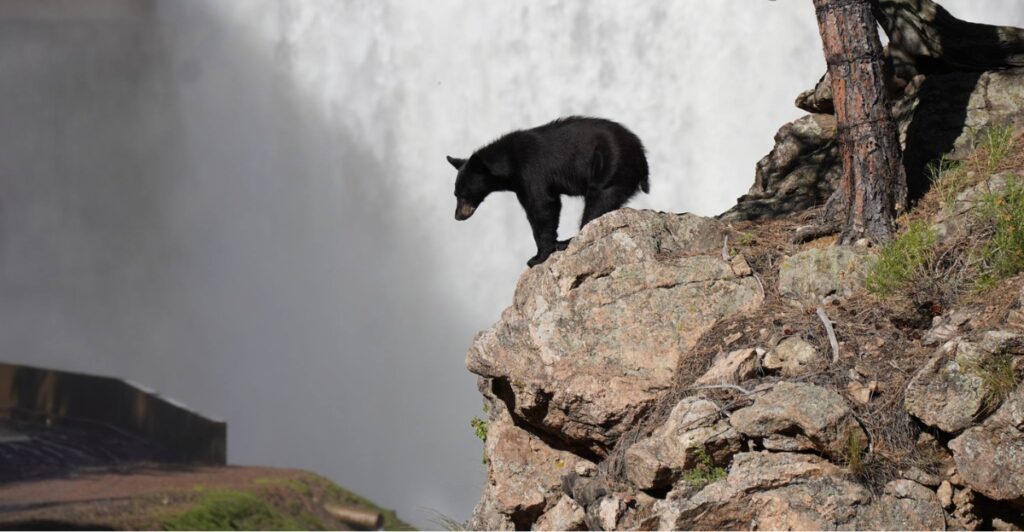 Black Bear Population By State In 2024 | animalplanethq.com