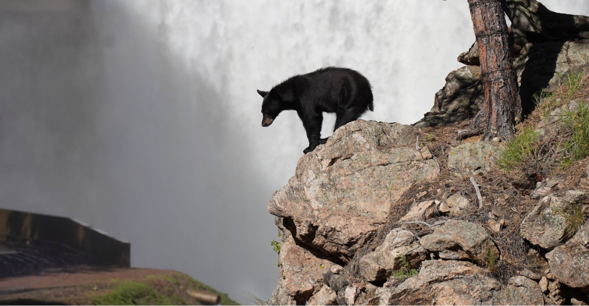 Black Bear Population By State In 2024 | animalplanethq.com