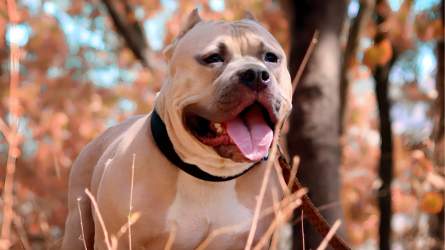 The World’s Most Banned Dog Breeds | animalplanethq.com
