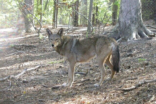 8 Rarest Species of Wolves and Where to Find Them | animalplanethq.com