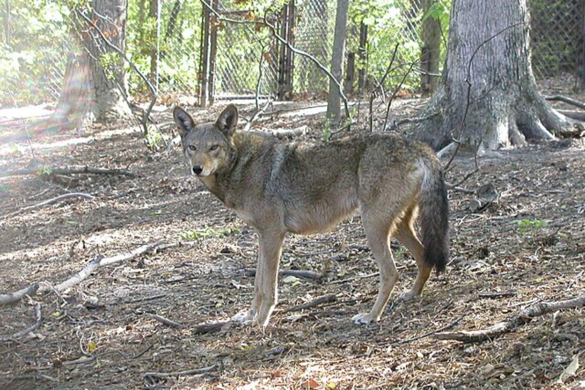 8 Rarest Species of Wolves and Where to Find Them | animalplanethq.com