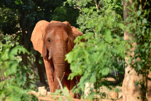 The 11 Most Helpful Animals on Earth—Should You Get One ...