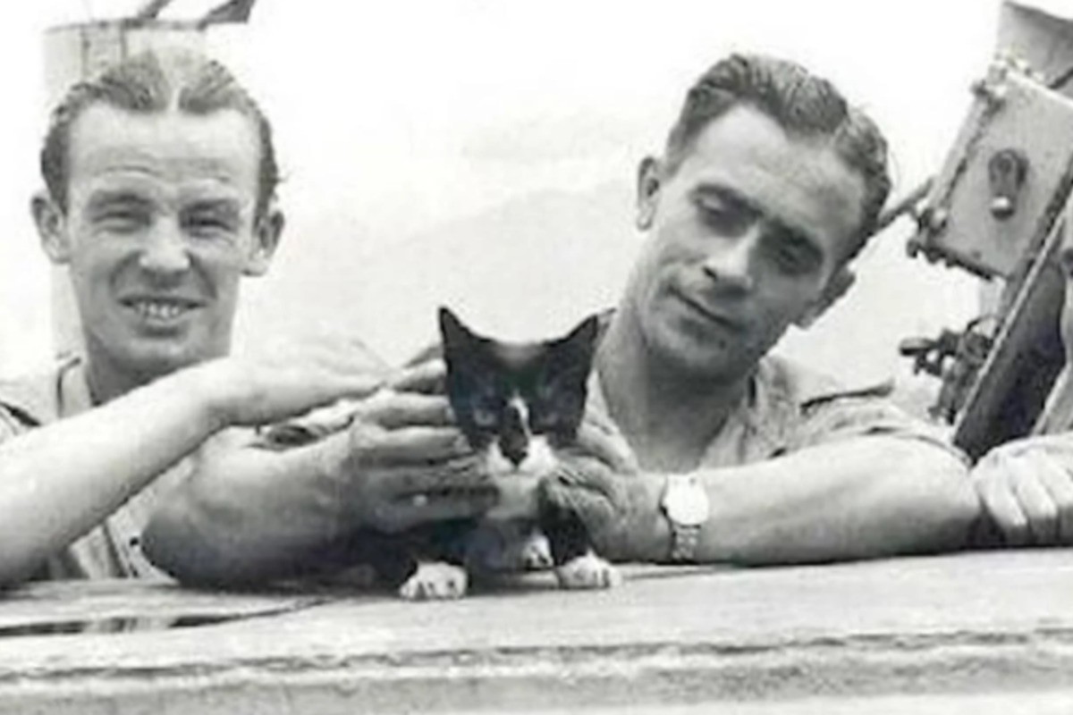 Unsinkable Sam: The Cat That Survived The Sinking Of 3 Ships During ...