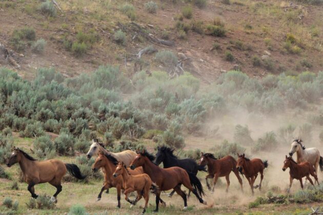 The Best Places To See Wild Mustangs In America | animalplanethq.com