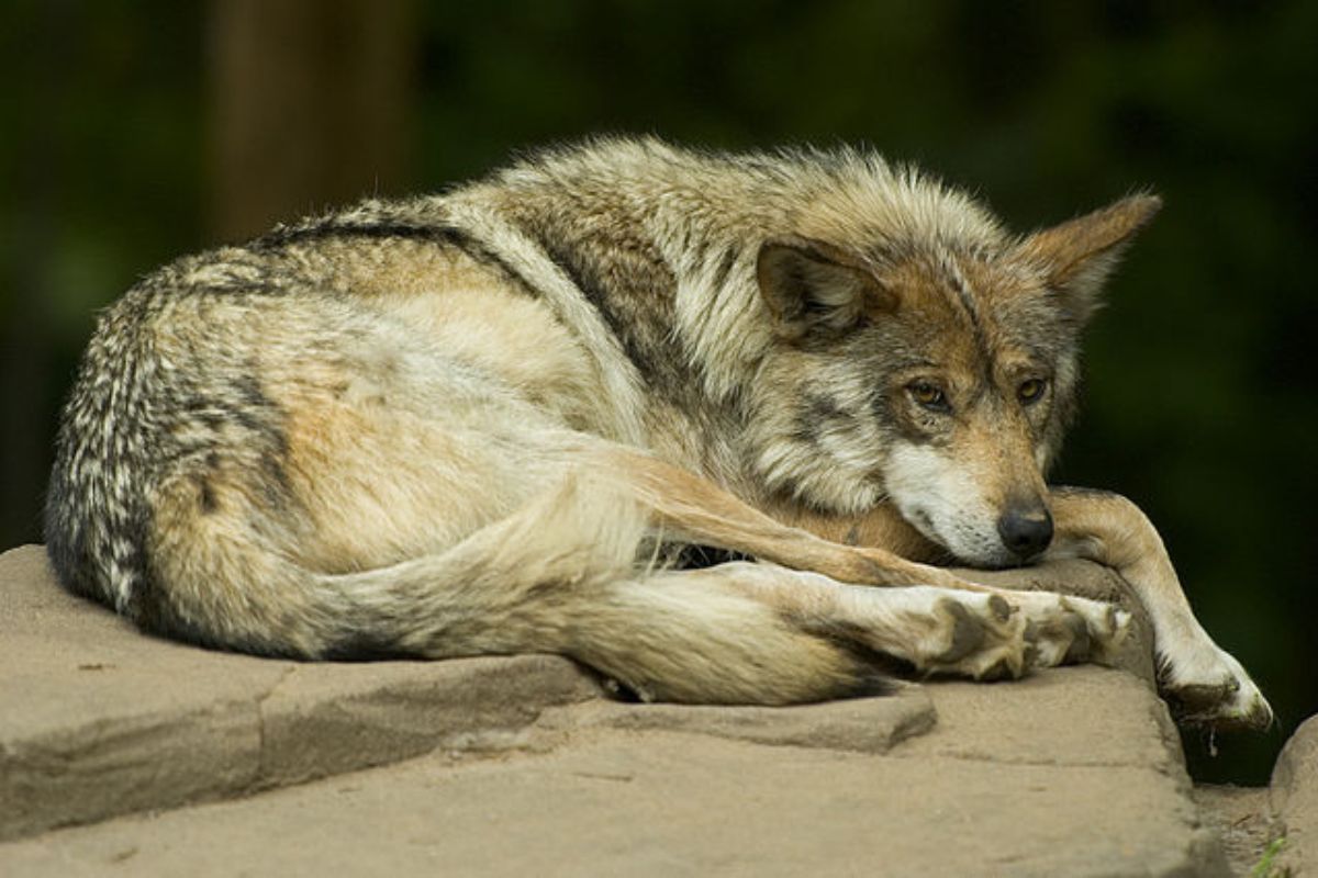 8 Rarest Species of Wolves and Where to Find Them | animalplanethq.com