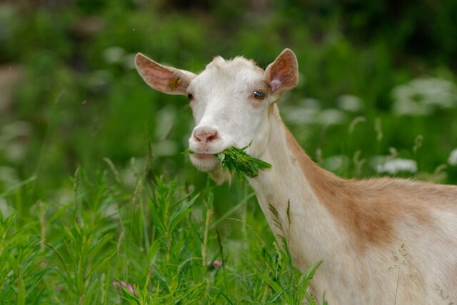 The 11 Most Helpful Animals on Earth—Should You Get One ...