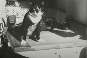 Unsinkable Sam: The Cat That Survived The Sinking Of 3 Ships During ...