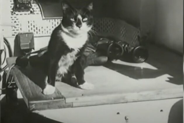 Unsinkable Sam: The Cat That Survived The Sinking Of 3 Ships During ...
