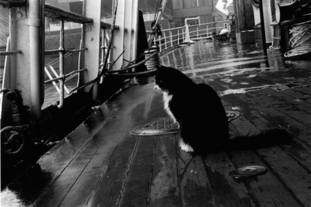 The Tale of Jenny, The Only Cat That Was on Titanic | animalplanethq.com