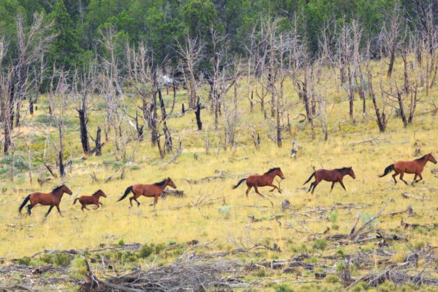 The Best Places To See Wild Mustangs In America | animalplanethq.com