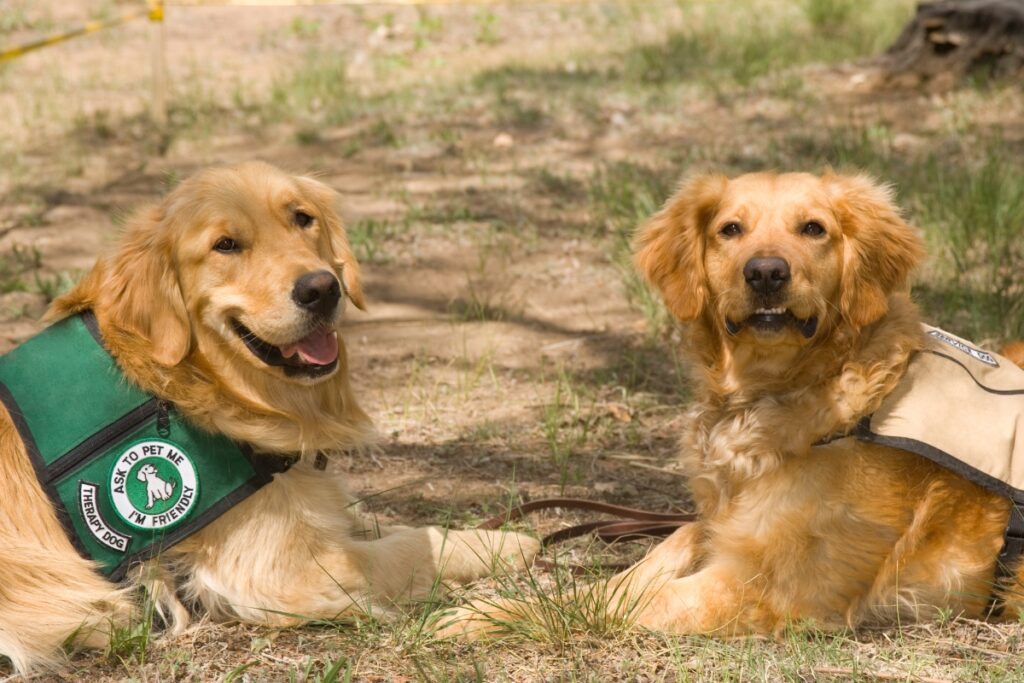 The 11 Most Helpful Animals on Earth—Should You Get One ...