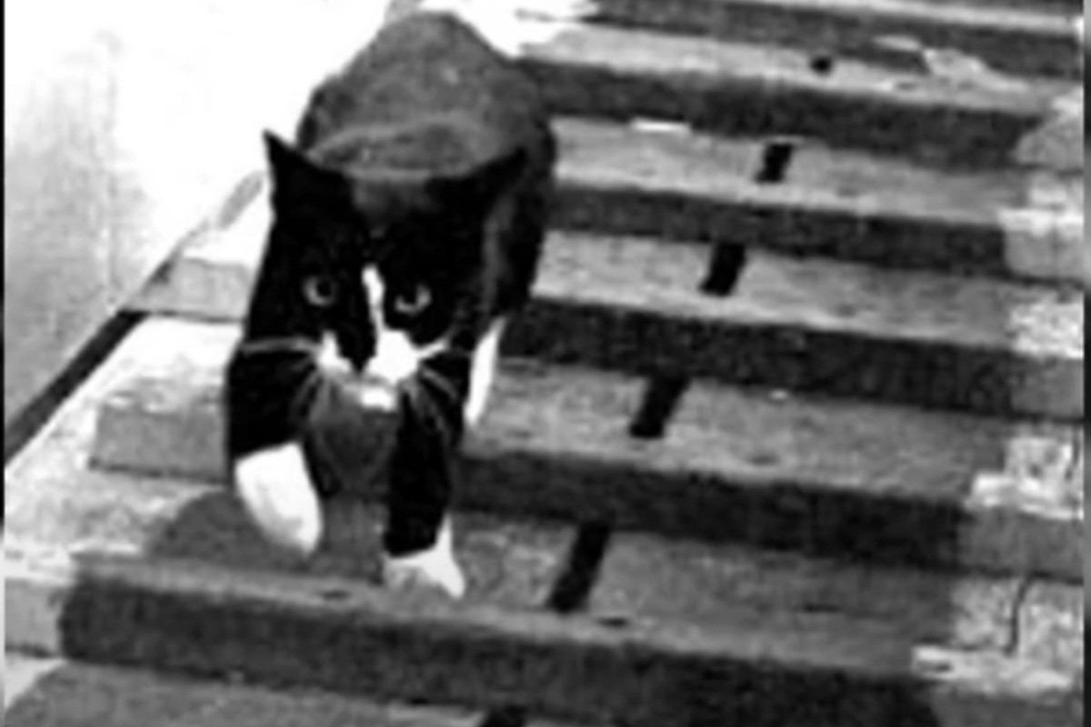 Unsinkable Sam: The Cat That Survived The Sinking Of 3 Ships During ...