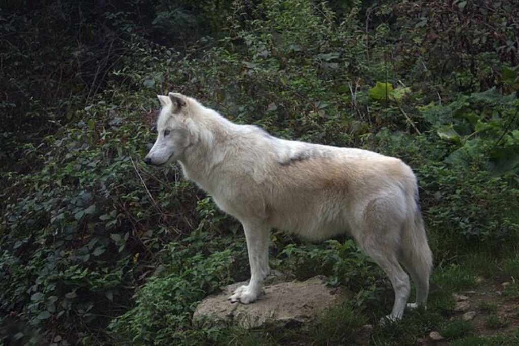 8 Rarest Species of Wolves and Where to Find Them | animalplanethq.com