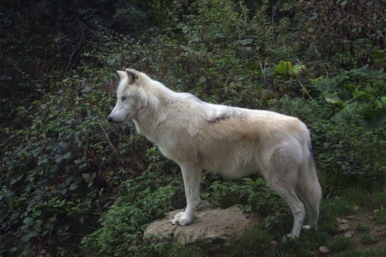 8 Rarest Species of Wolves and Where to Find Them | animalplanethq.com
