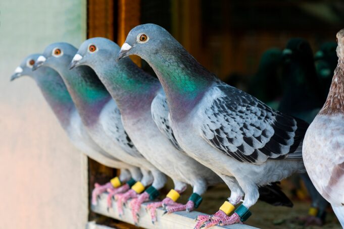 The 11 Most Helpful Animals on Earth—Should You Get One ...