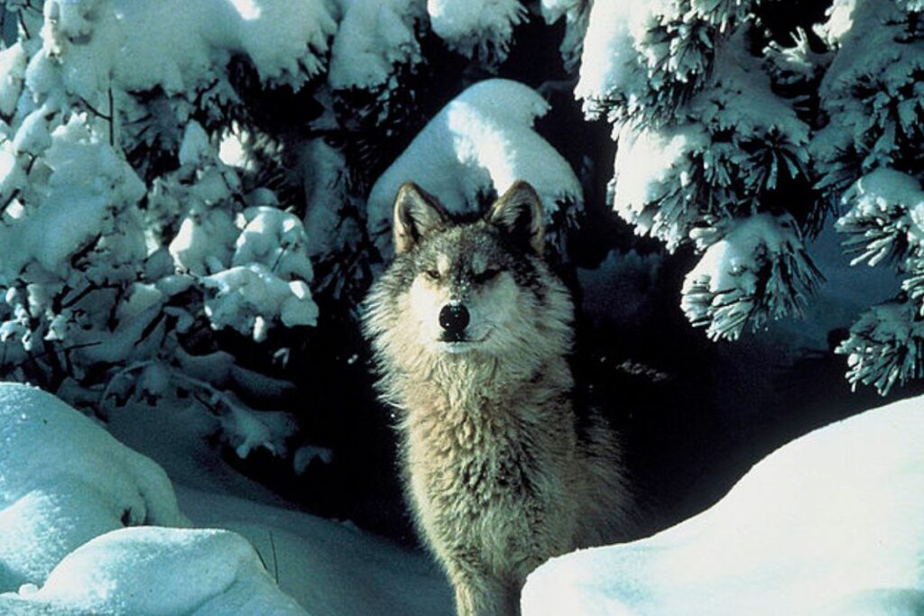 8 Rarest Species of Wolves and Where to Find Them | animalplanethq.com