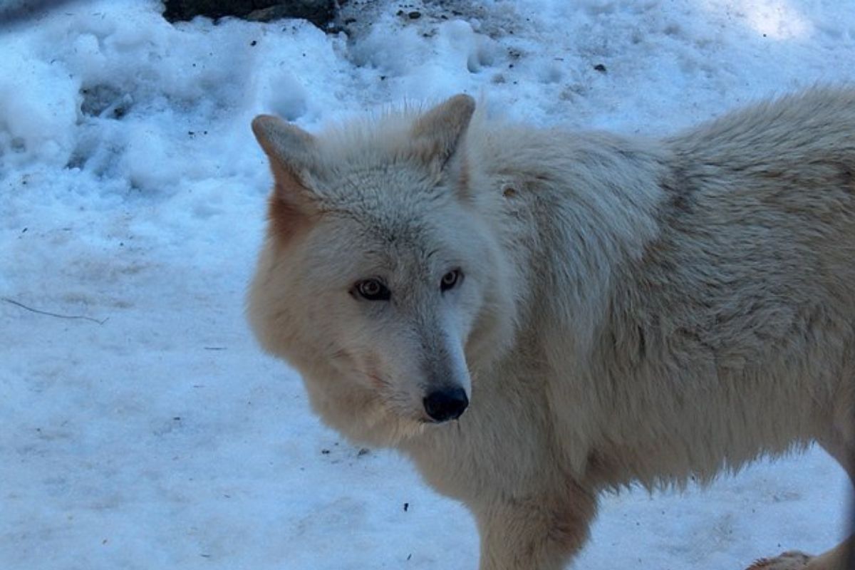 8 Rarest Species of Wolves and Where to Find Them | animalplanethq.com