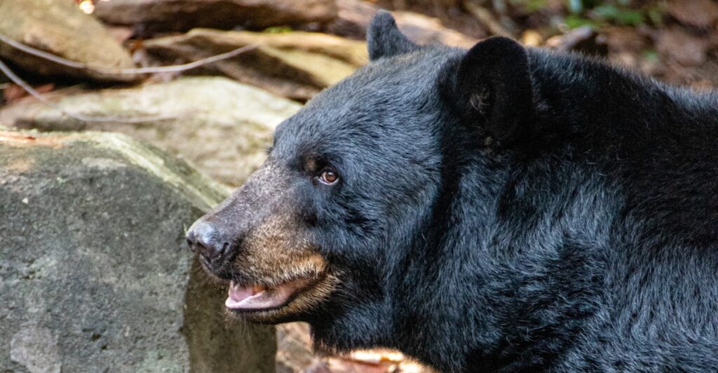Black Bear Population By State In 2024 | animalplanethq.com