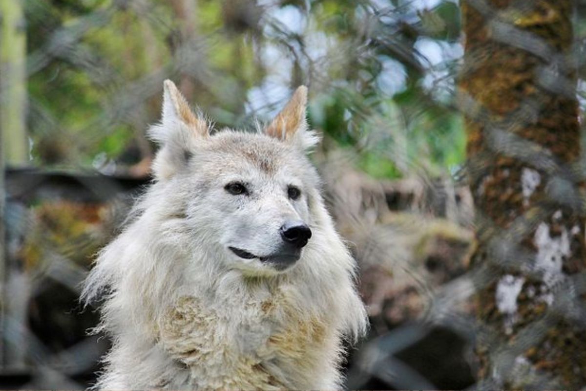 8 Rarest Species of Wolves and Where to Find Them | animalplanethq.com