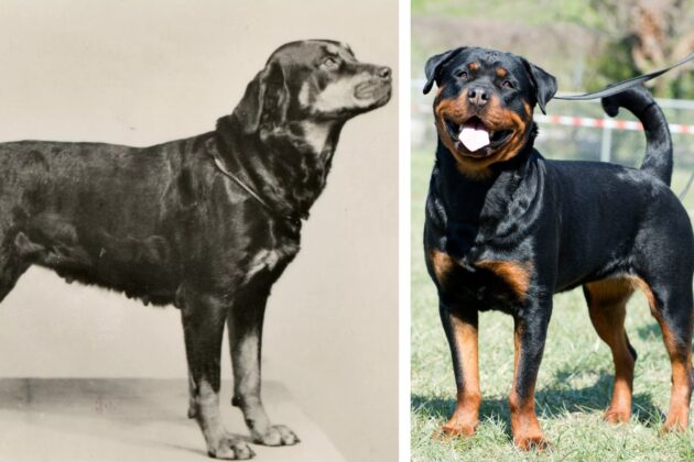 100 Years Ago, These Dog Breeds Looked A Little Different ...
