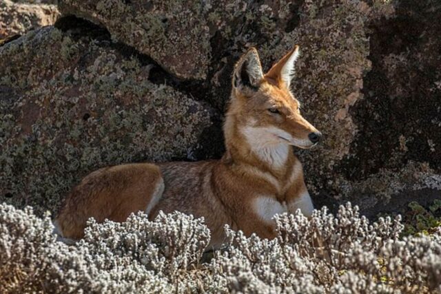 8 Rarest Species of Wolves and Where to Find Them | animalplanethq.com