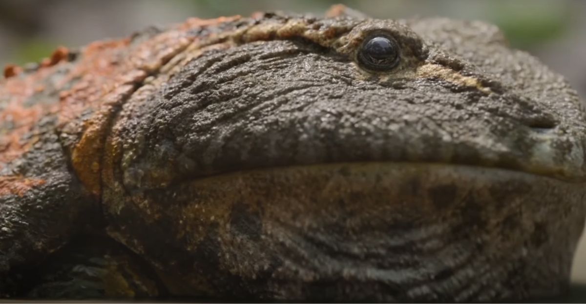 12 Facts About the Devil Frog | animalplanethq.com