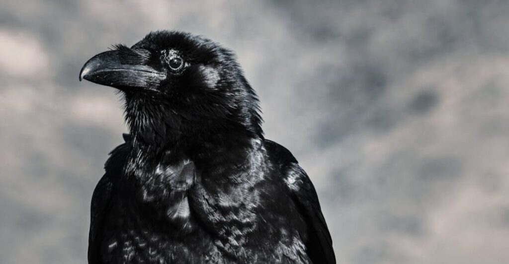 12 Fascinating Ways Crows Interact with Humans | animalplanethq.com