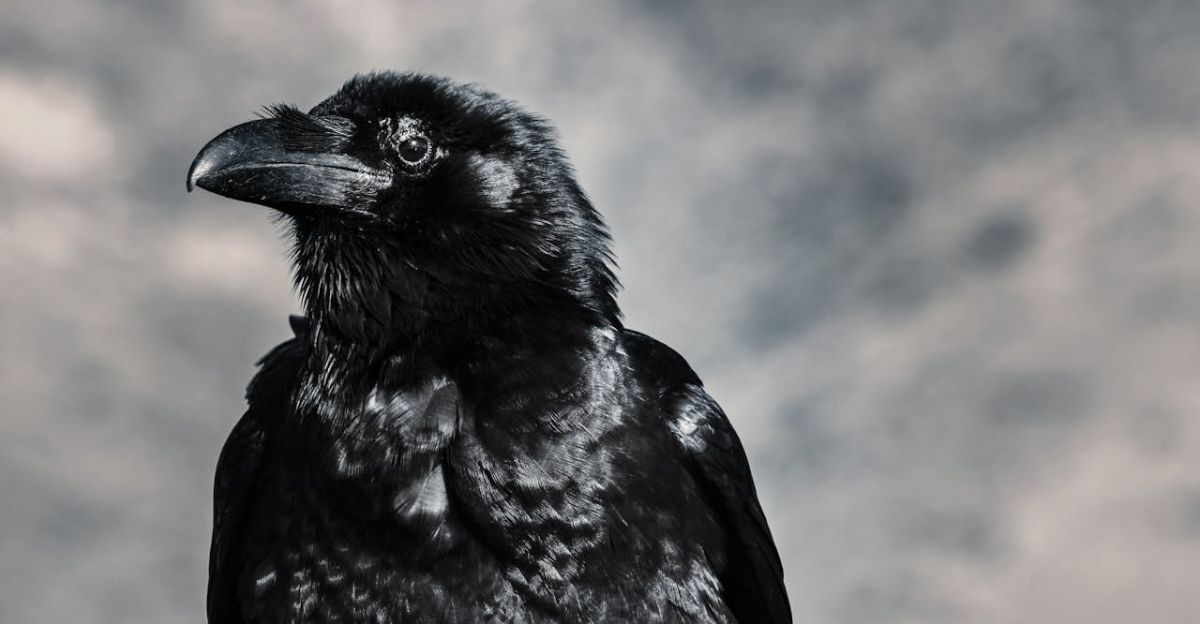 12 Fascinating Ways Crows Interact with Humans | animalplanethq.com