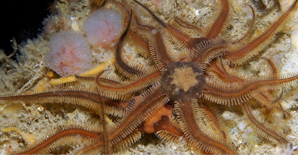 12 Animals With Strikingly Different Blood Colors | animalplanethq.com