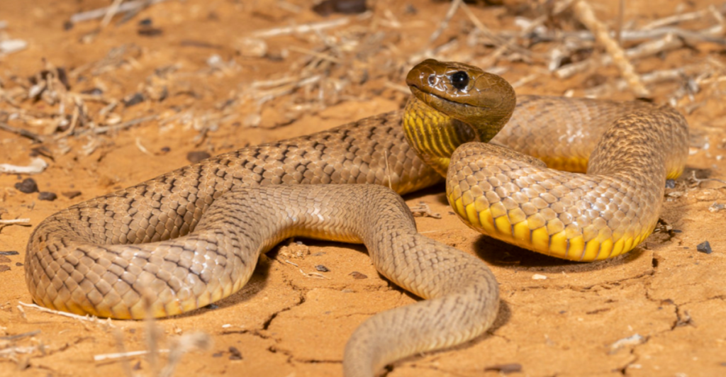 Top 10 Most Dangerous Reptiles in the World and Where to Find Them ...