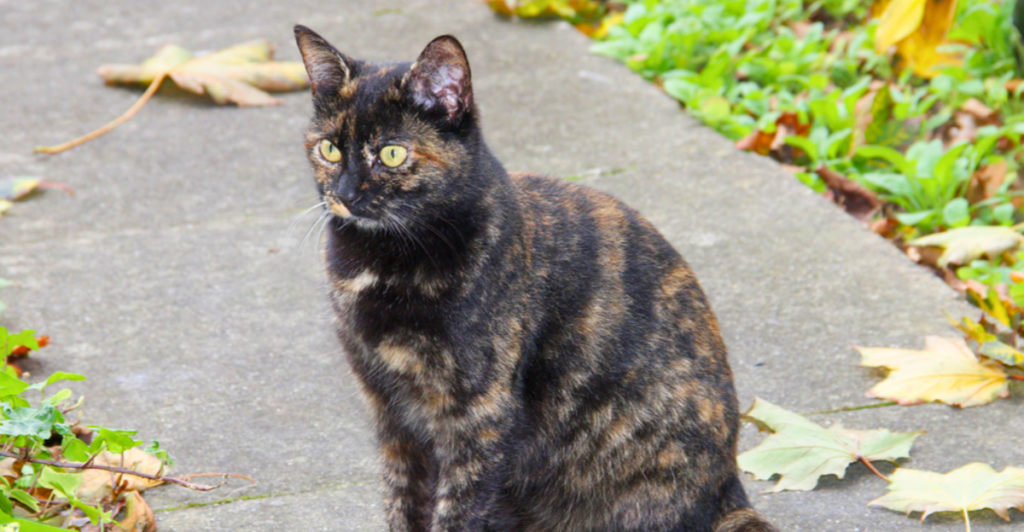 12 Mesmerizing and Unique Cat Fur Patterns | animalplanethq.com
