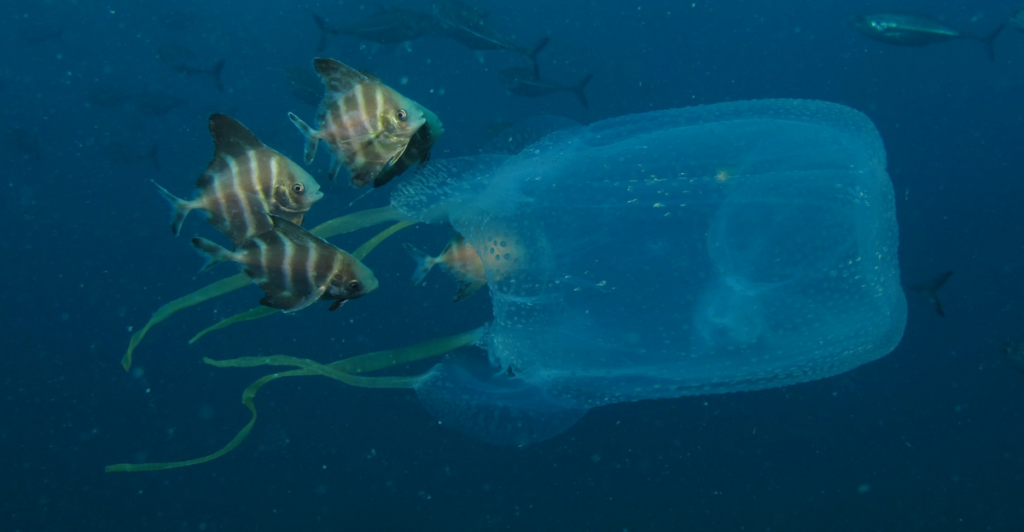 10 Most Venomous Sea Creatures in the Deep Blue | animalplanethq.com