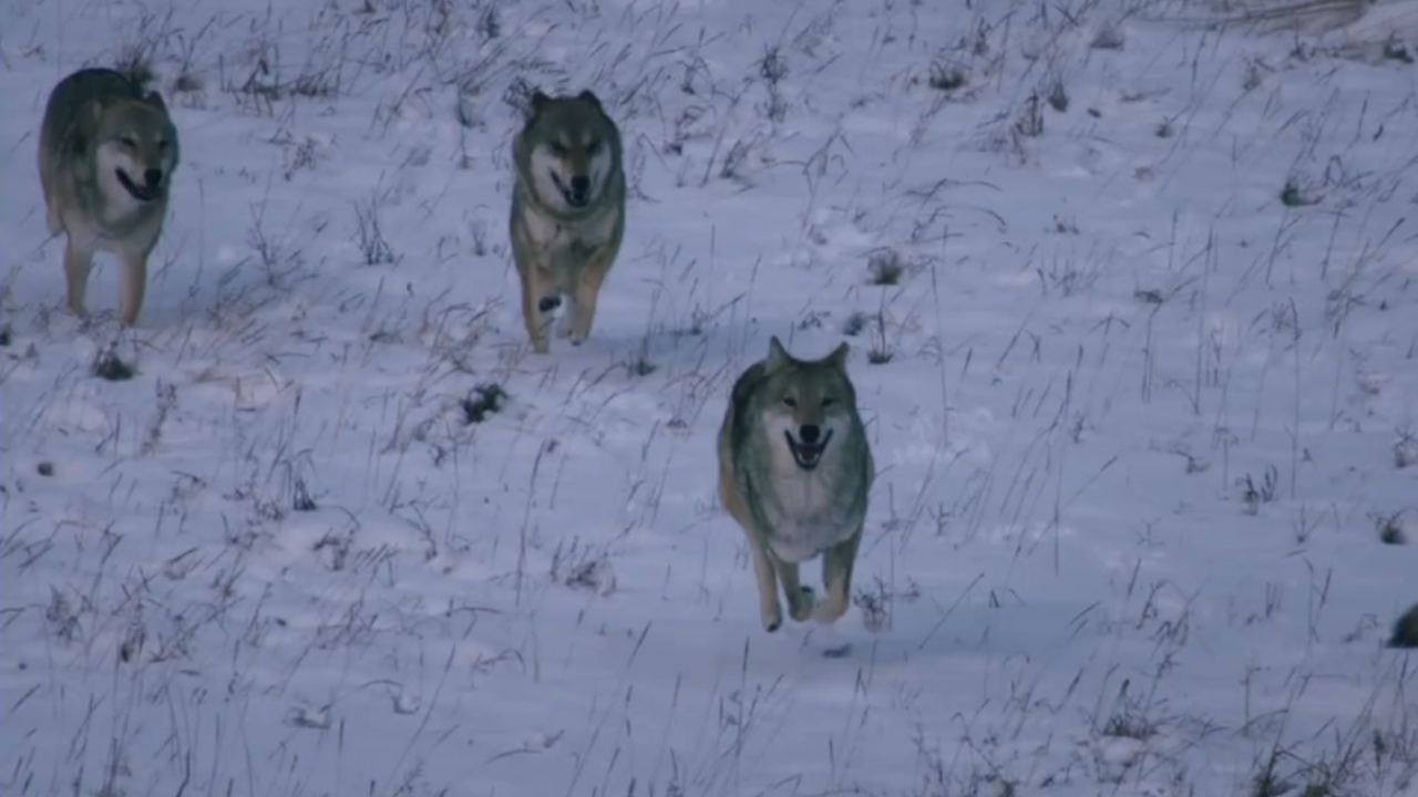 12 Must-Watch Wolf Movies | animalplanethq.com